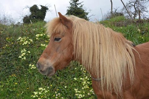 Breed Standard - Shetland Pony Stud Book Society