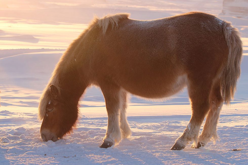Breed Standard - Shetland Pony Stud Book Society